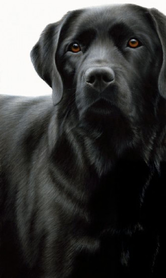 Contrasts - Black Labrador by Nigel Hemming