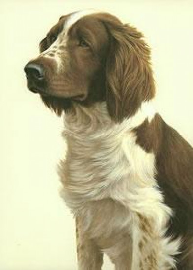 Just Dogs - Welsh Springer Spaniel by Nigel Hemming