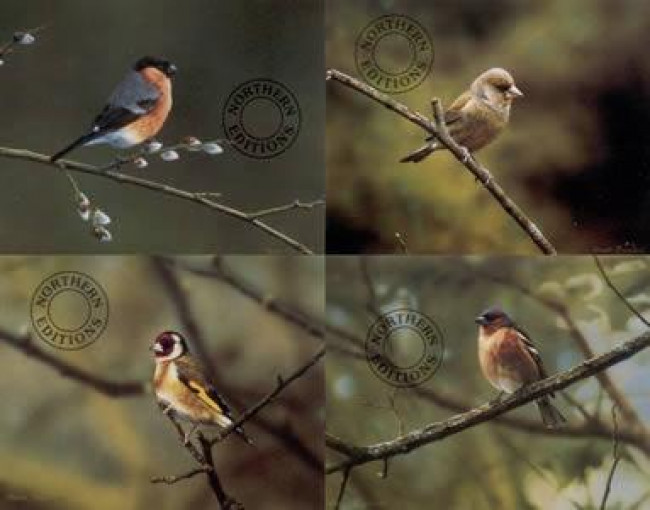 Finches - Set Of 4 by Steven Townsend