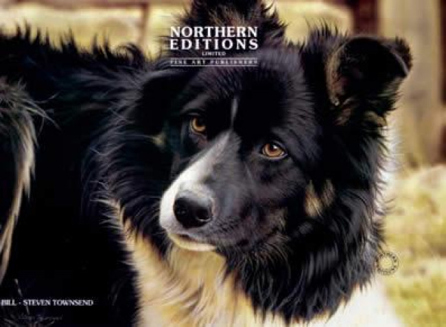 Bill by Steven Townsend