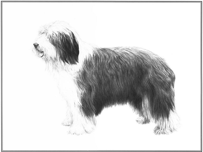 Bearded Collie by Mike Sibley