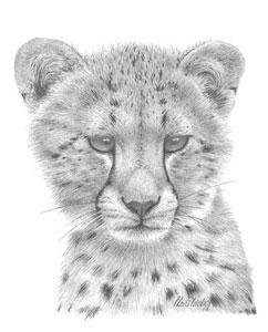 Cheetah Study by Peter Hildick