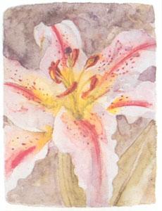 Lilly Study II by Carol Matyia Ross
